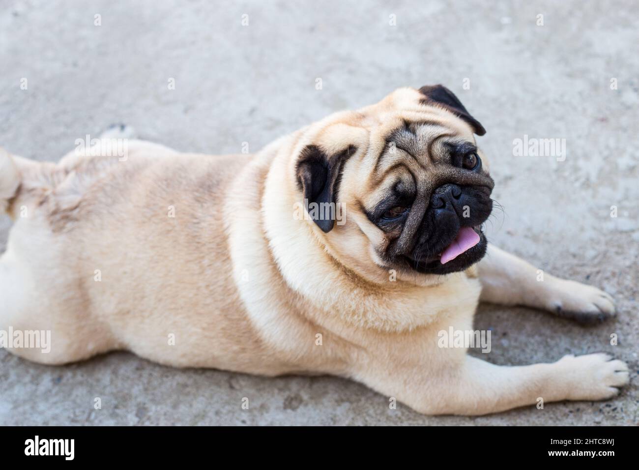 Adorable brown pug laying on the ground Stock Photo - Alamy