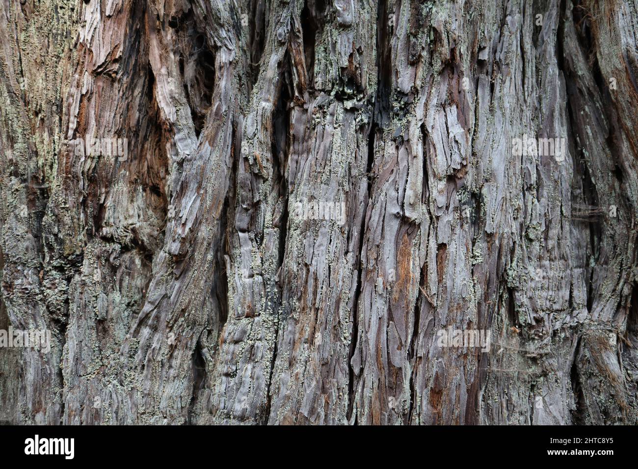 Closeup detail and texture of redwood tree trunk Stock Photo - Alamy
