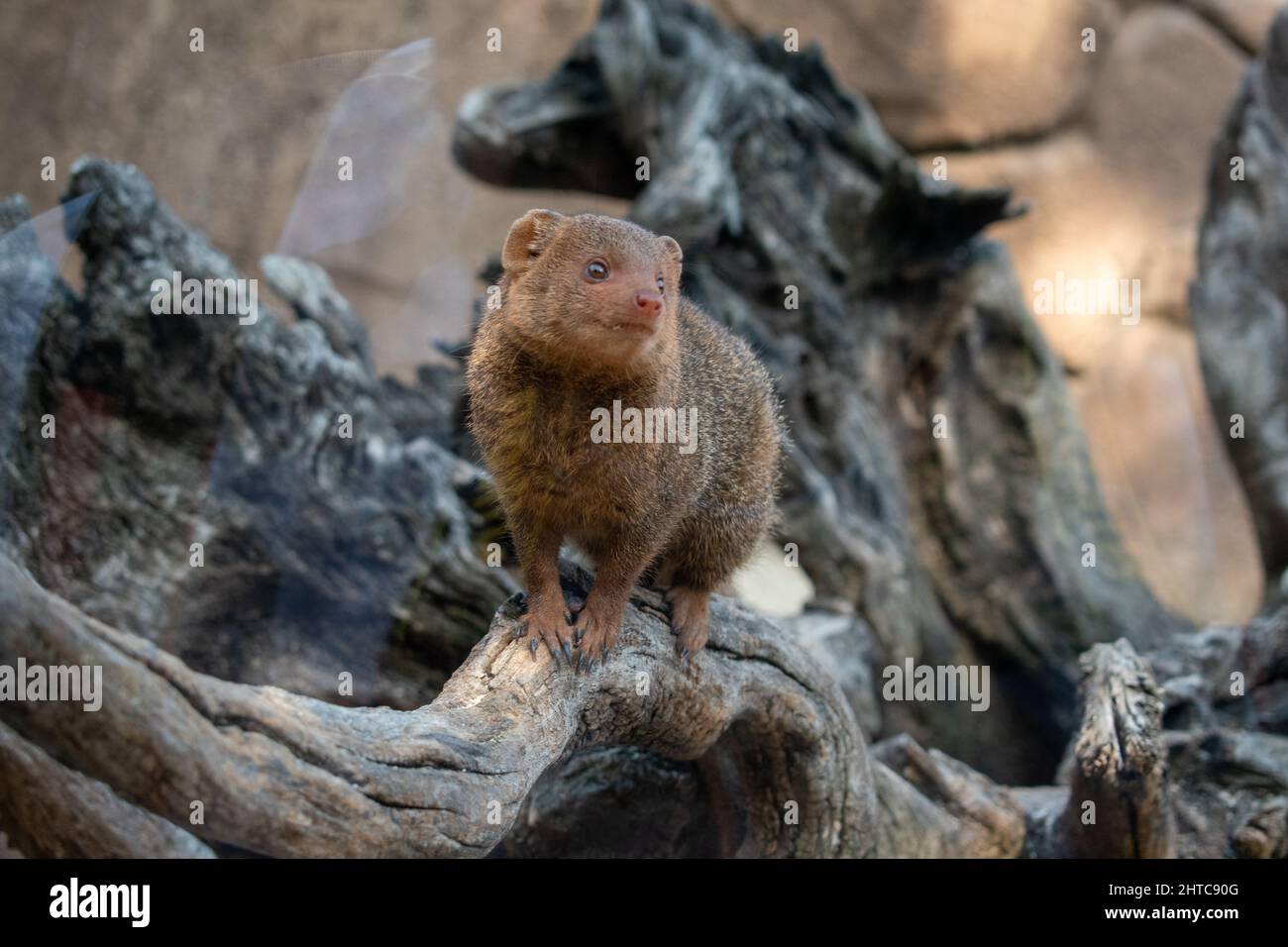 Indian brown mongoose in a zoo Stock Photo - Alamy