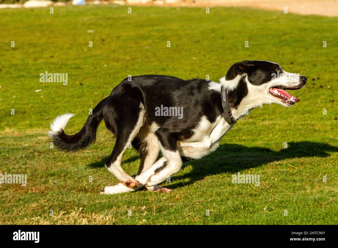 Playful dog playing outdoors, runs on the lawn Stock Photo - Alamy