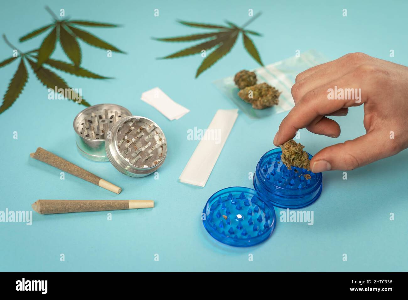 Hand with CBD medical marijuana and hemp leaves on turquoise background ...