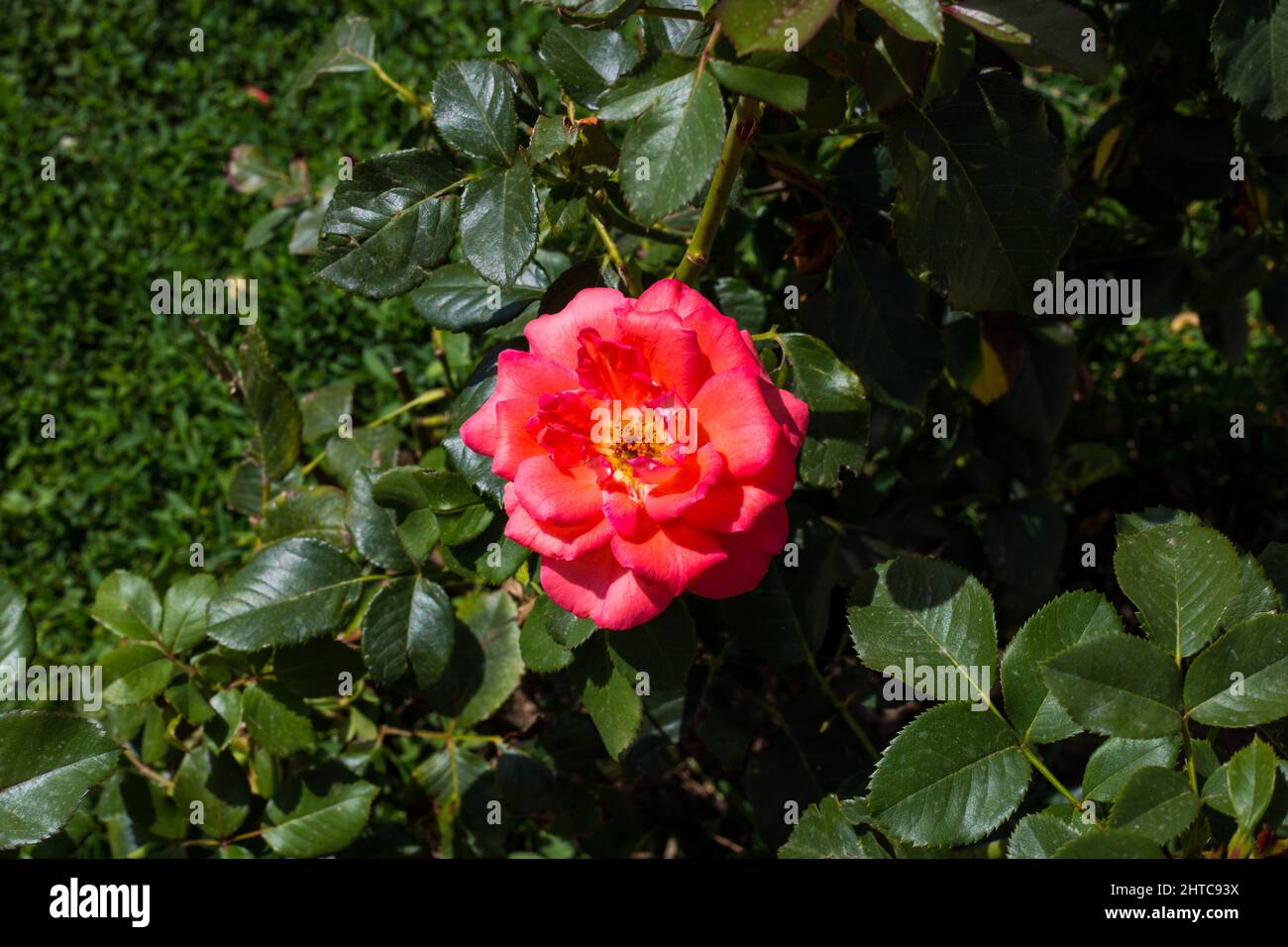 Closeup of the blossomed pink rose in the garden Stock Photo - Alamy