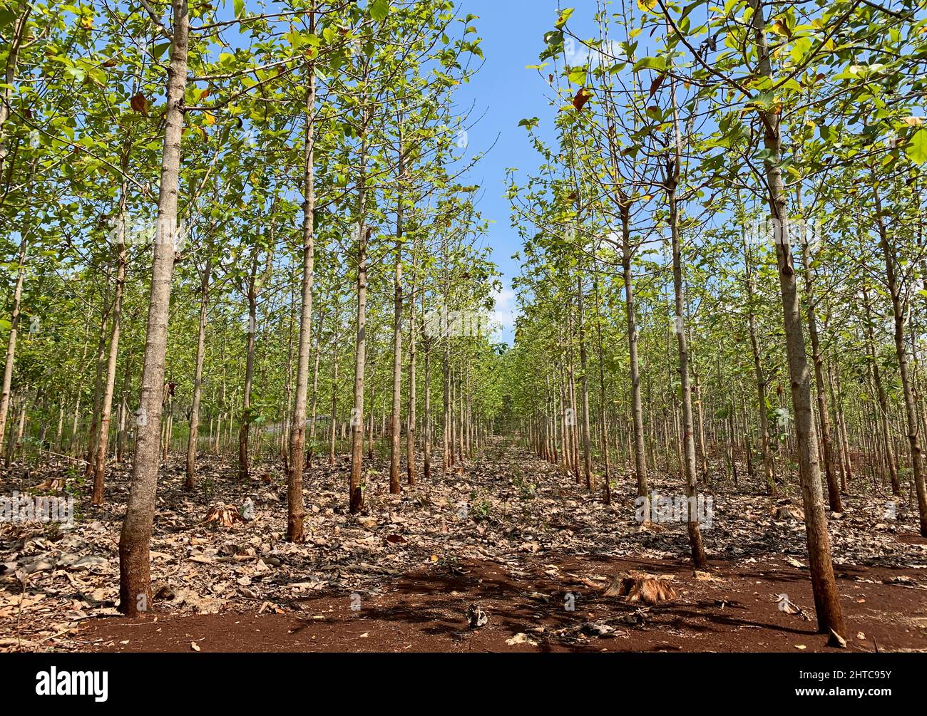 Teak forest hi-res stock photography and images - Alamy