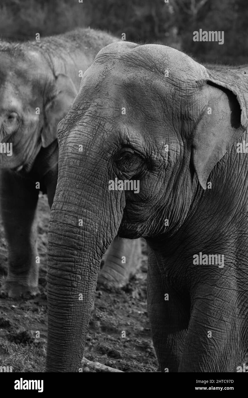 Grayscale of the wrinkled face of an elephant in the wild Stock Photo ...