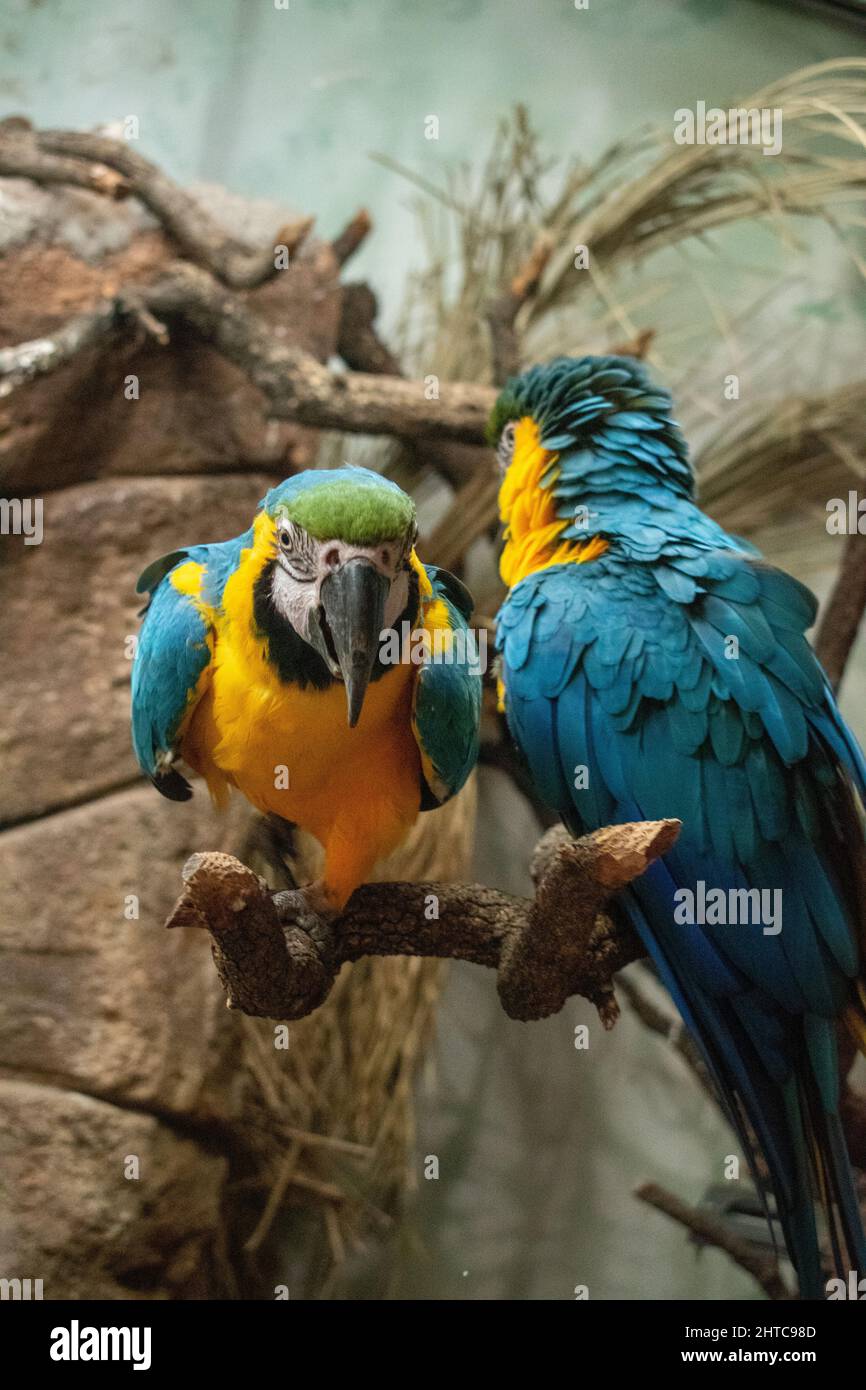 Blue-and-yellow macaws in a zoo Stock Photo - Alamy