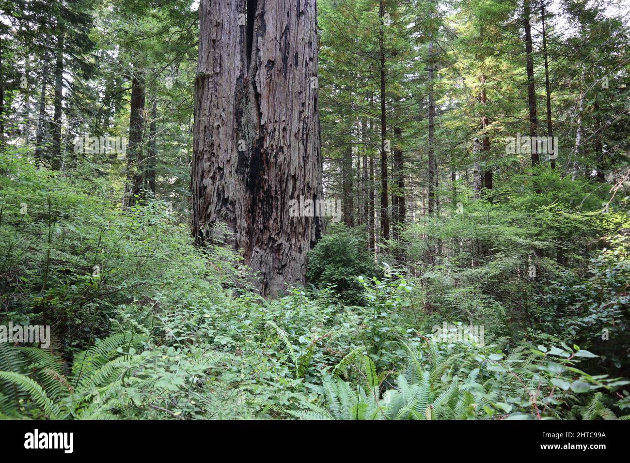 Giant sequoia redwood tree among ferns in the forest of Northern ...