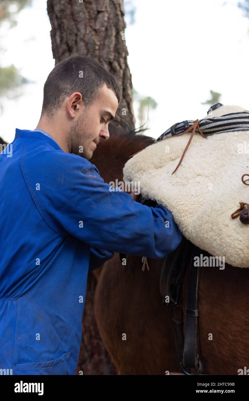 Stable worker placing the saddle on a brown horse Stock Photo - Alamy