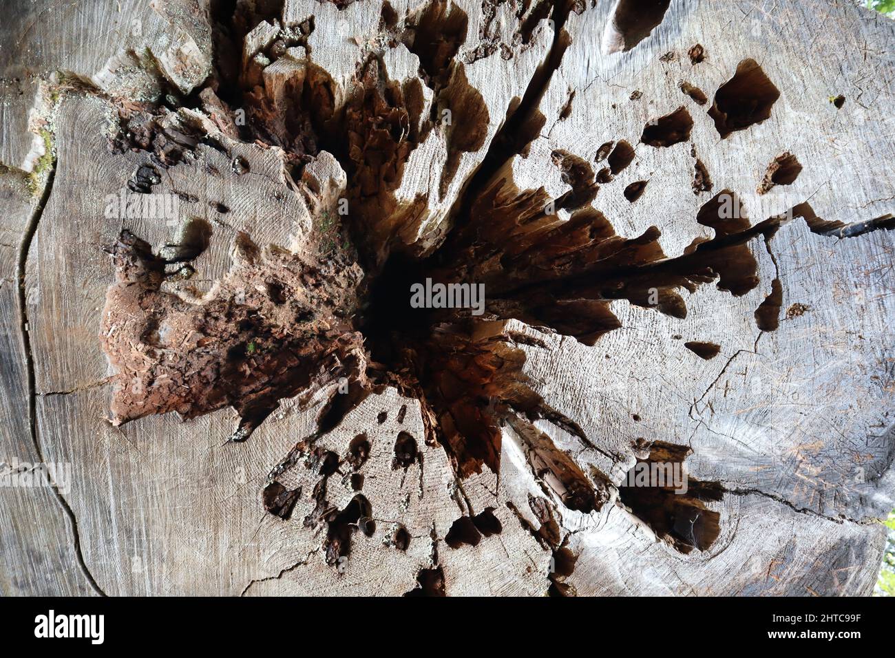 Closeup detail of trunk of a giant sequoia redwood tree in Elk ...