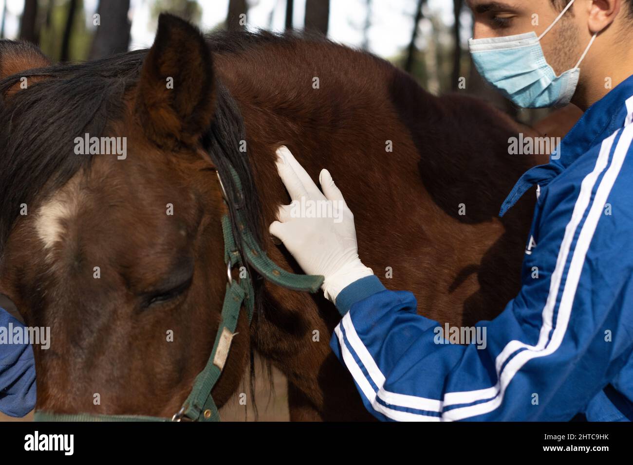 Veterinarian horse mask hi-res stock photography and images - Alamy
