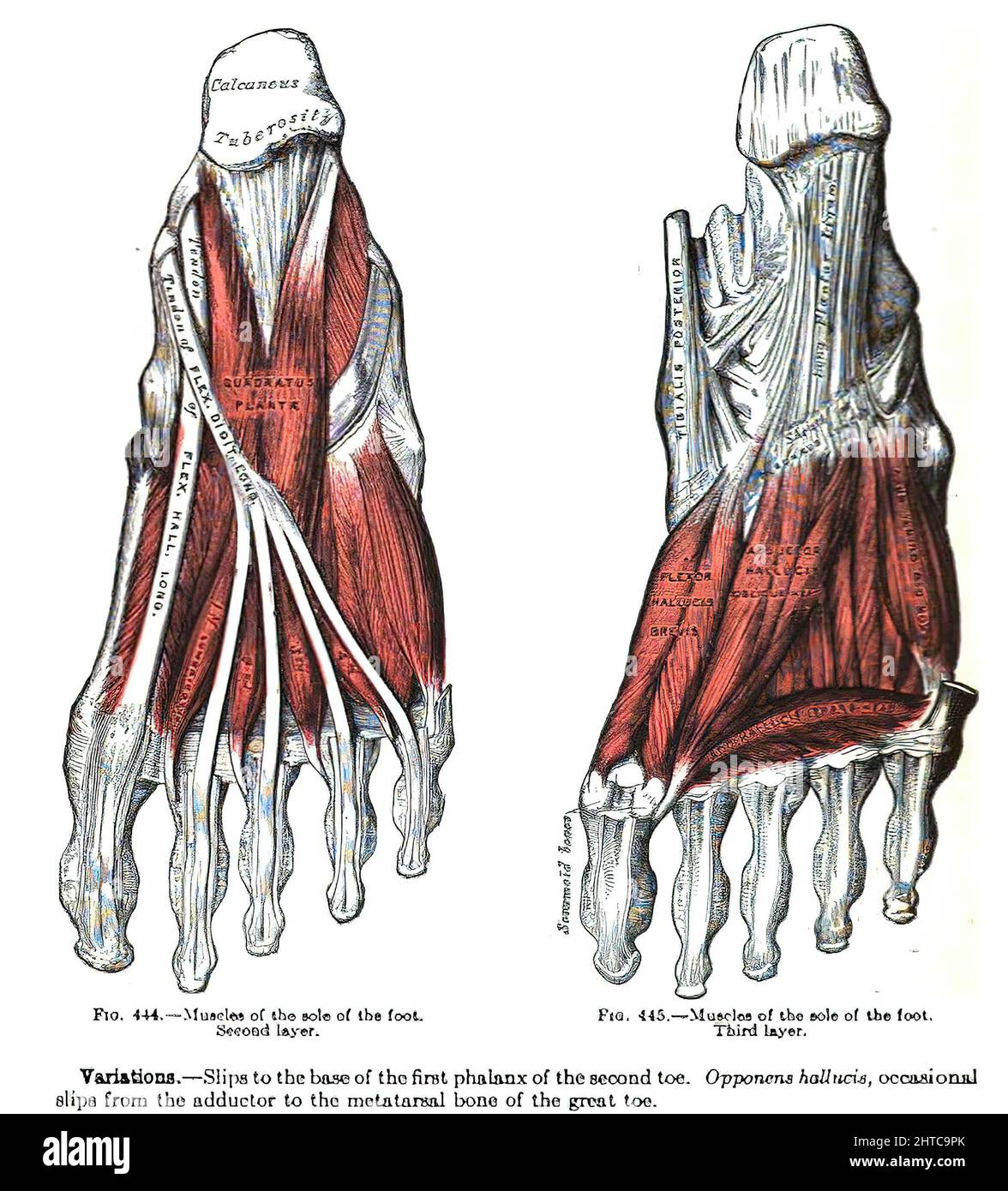 Foot anatomy concept hi-res stock photography and images - Alamy