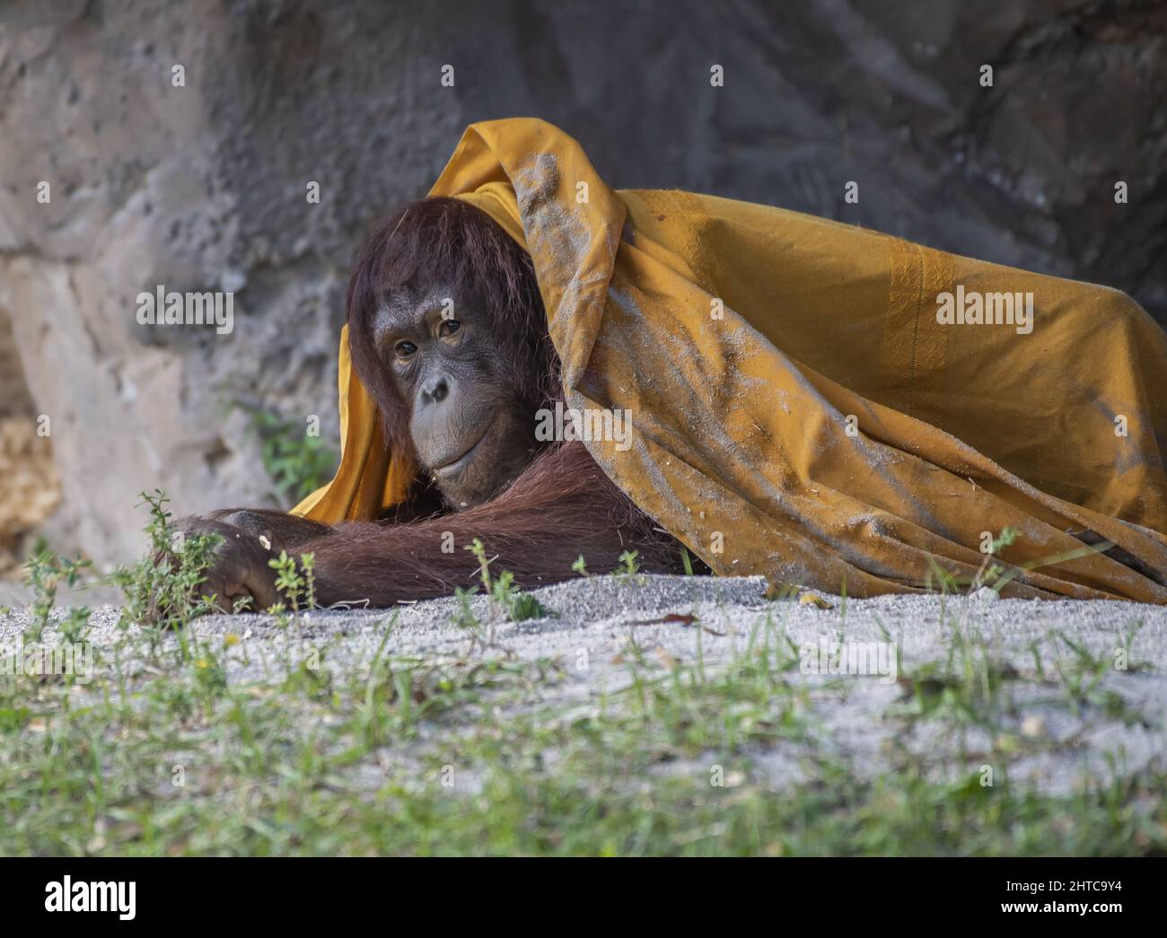 View of a beautiful monkey covered with a cloth in a forest Stock Photo ...