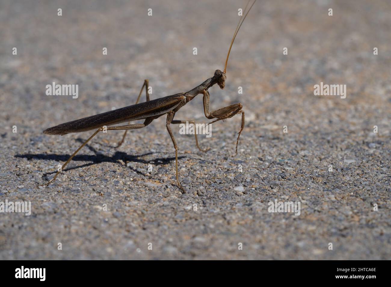 Closeup of a mantis walking on the ground Stock Photo - Alamy