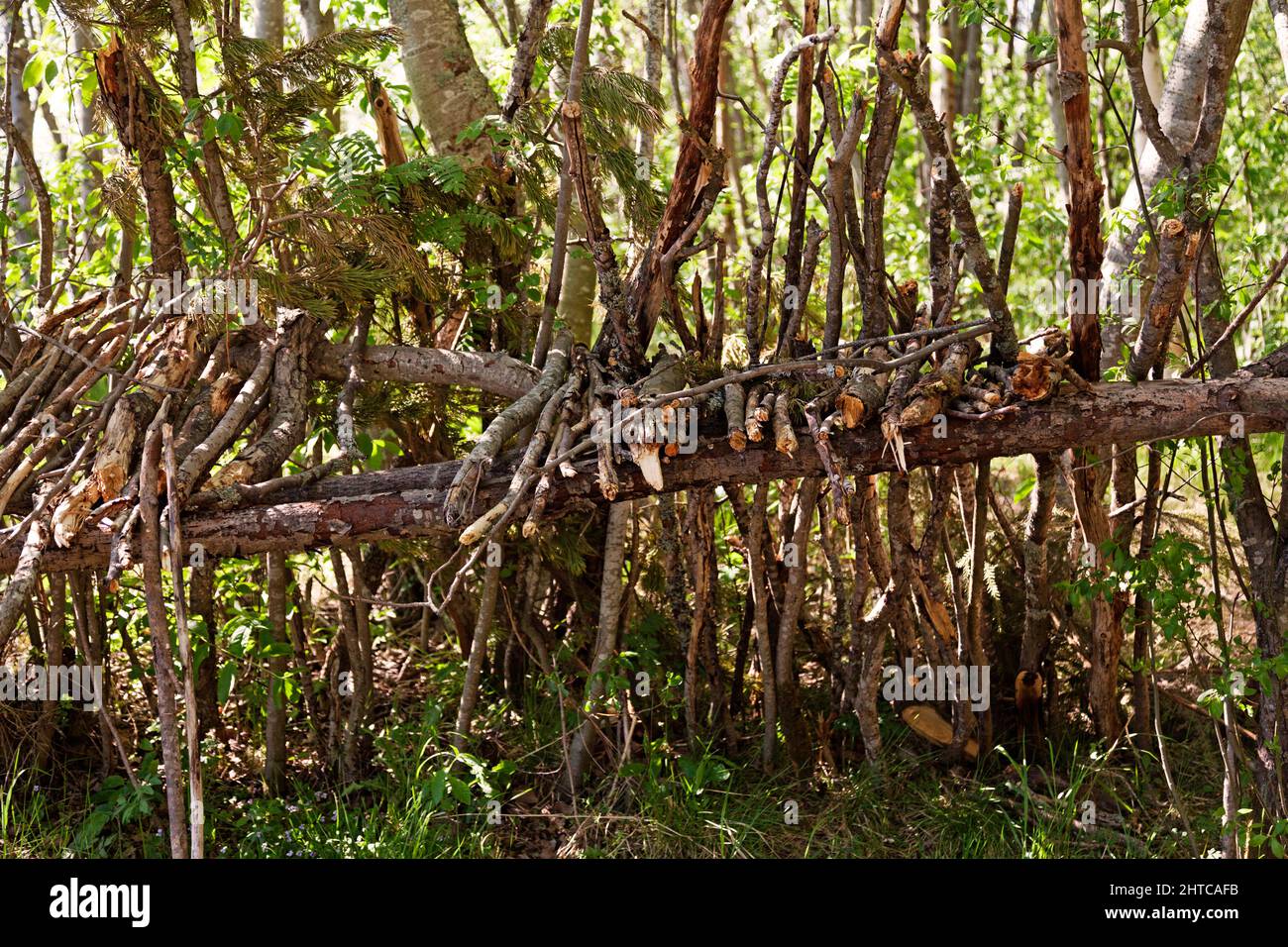 the beginning of a windbreak construction in the forest Stock Photo - Alamy