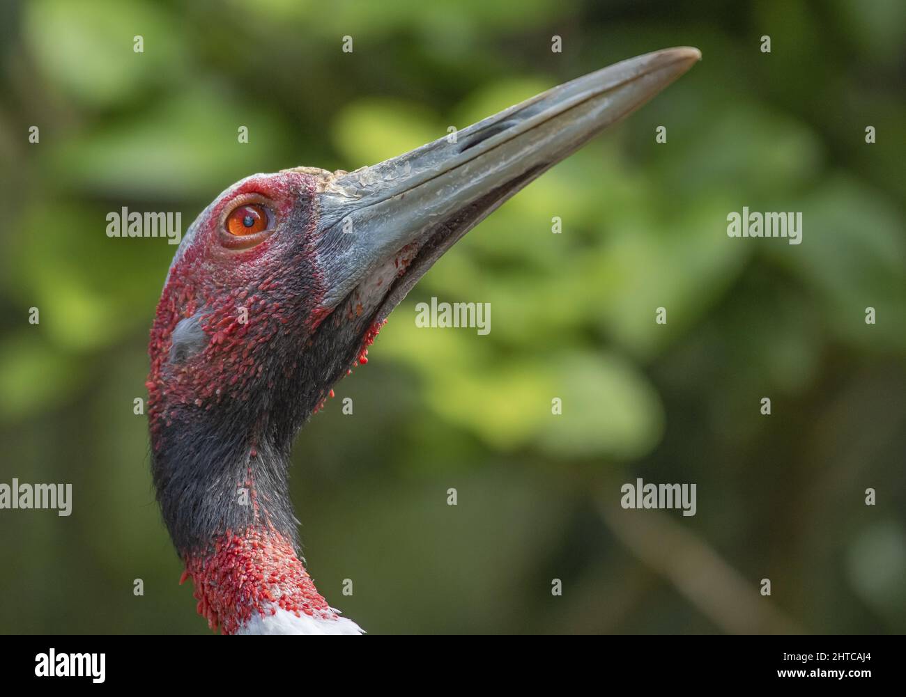 Brolga park hi-res stock photography and images - Alamy