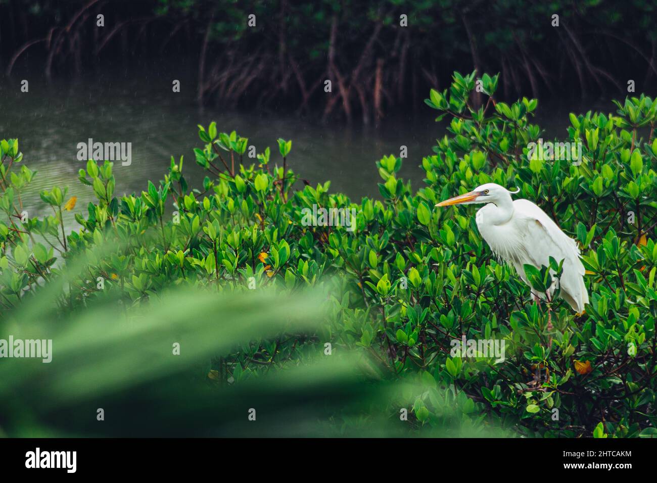 White great egret bird perched in green bushes in Florida Keys Stock ...