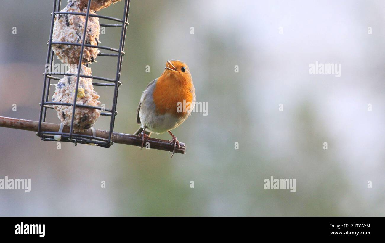 Closeup of an Erithacus on a bird feeder Stock Photo - Alamy