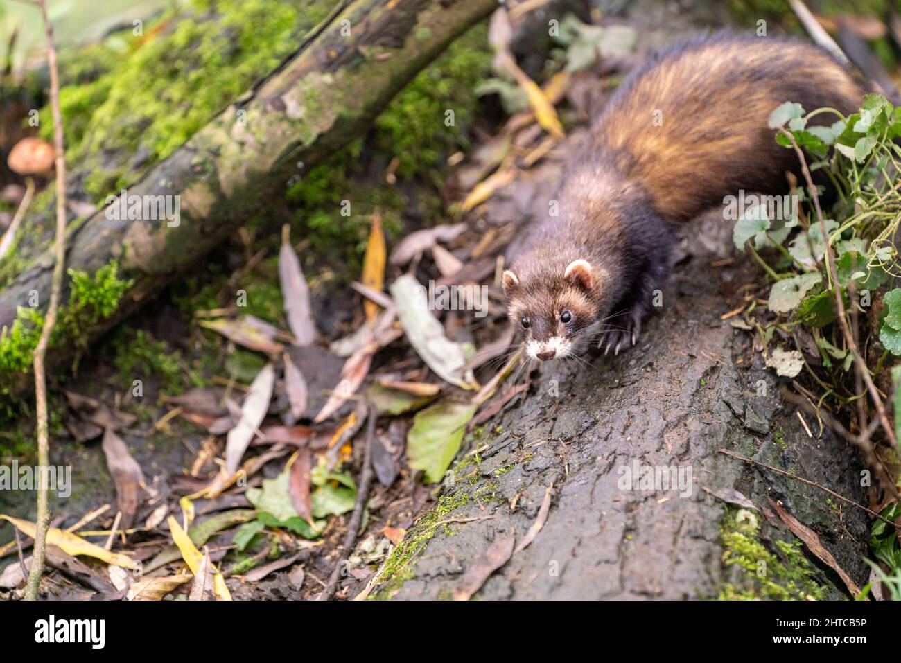 Closeup of an European polecat in the forest Stock Photo - Alamy