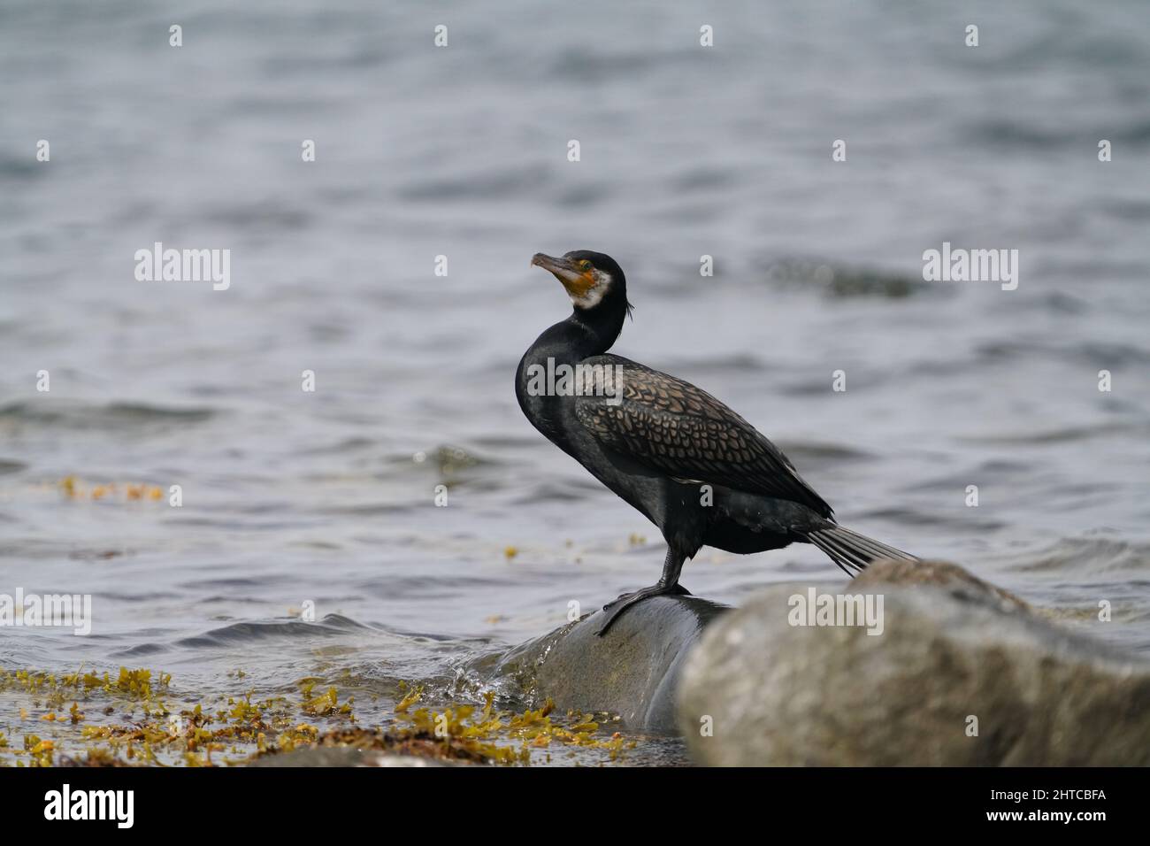 Closeup of a Steller cormorant standing on a rock near the sea Stock ...