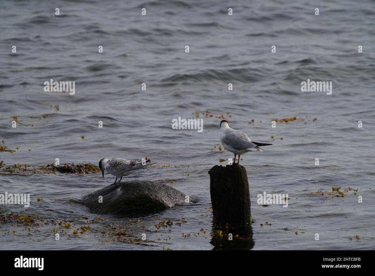Closeup of two black-headed Gull birds are standing on rocks in the sea ...