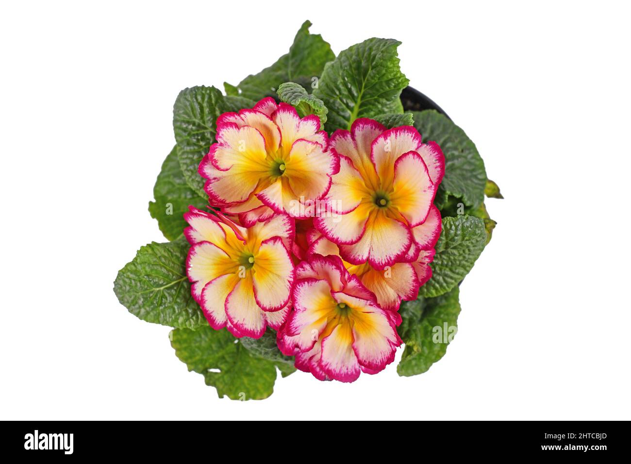 Top view of potted 'Primula Acaulis Scentsation' primrose flowers on ...