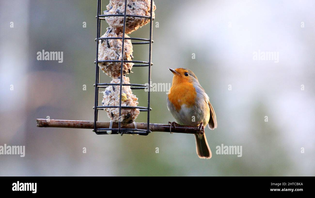 Closeup of an Erithacus on a bird feeder Stock Photo - Alamy