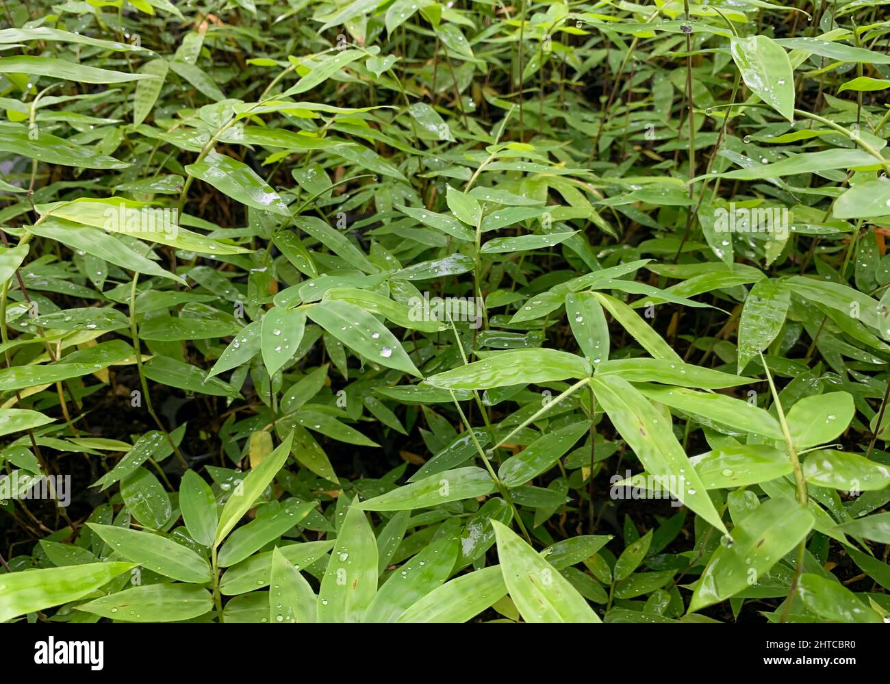 Bamboo plant seedlings in the nursery for natural background Stock ...