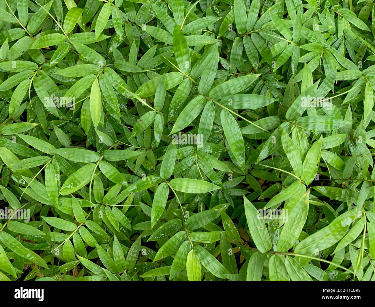 Bamboo plant seedlings in the nursery for natural background Stock ...
