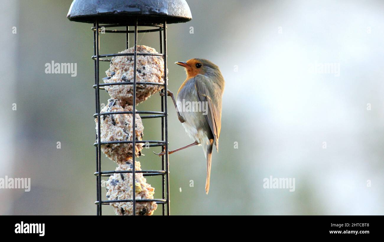 Closeup of an Erithacus on a bird feeder Stock Photo - Alamy