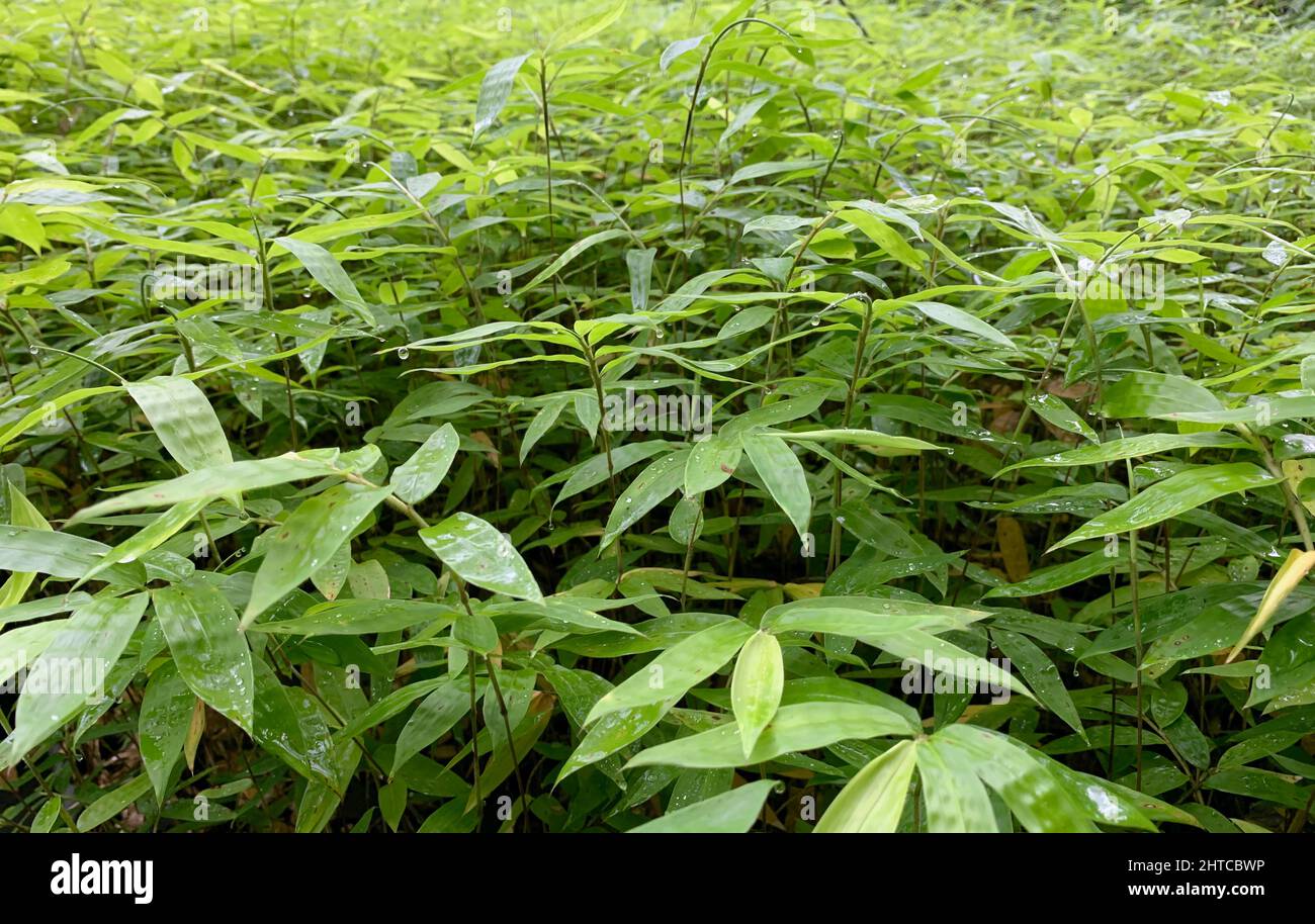 Bamboo plant seedlings in the nursery for natural background Stock ...