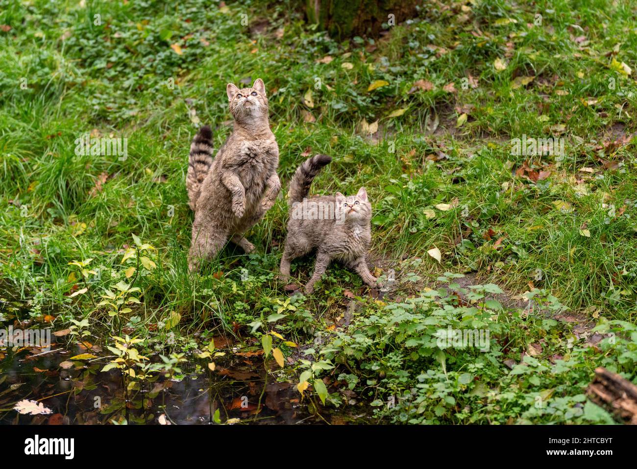 Beautiful shot of two grey cats in a park during the day Stock Photo ...