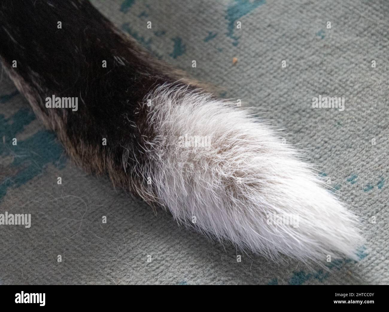 The tip of a black and white dog's tail isolated Stock Photo - Alamy