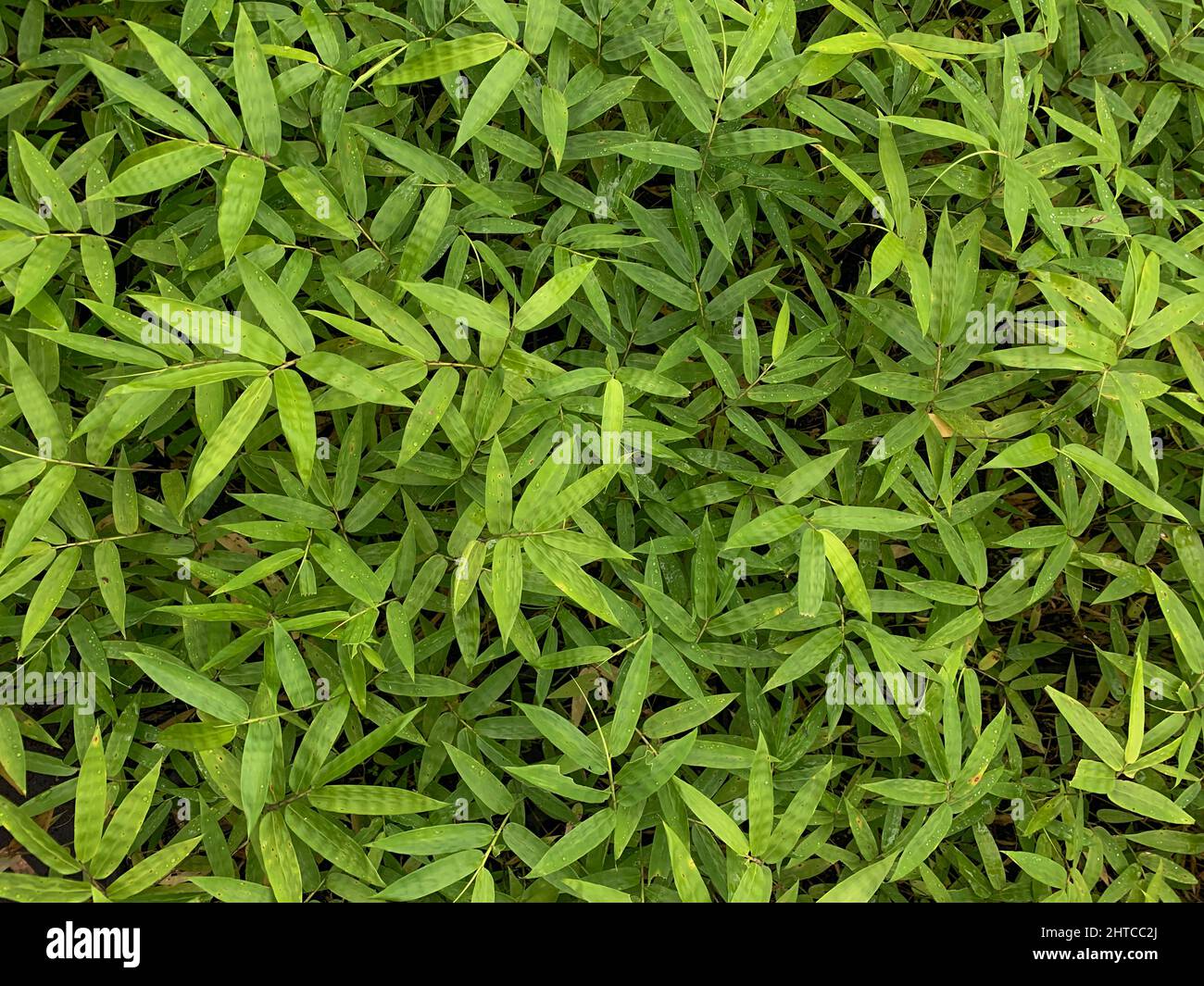 Bamboo plant seedlings in the nursery for natural background Stock ...