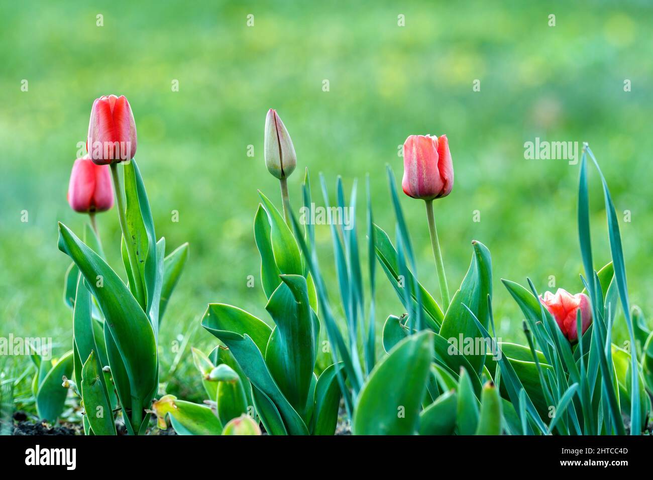 Red tulip flowers with buds growing in the wild. Planted in a small ...