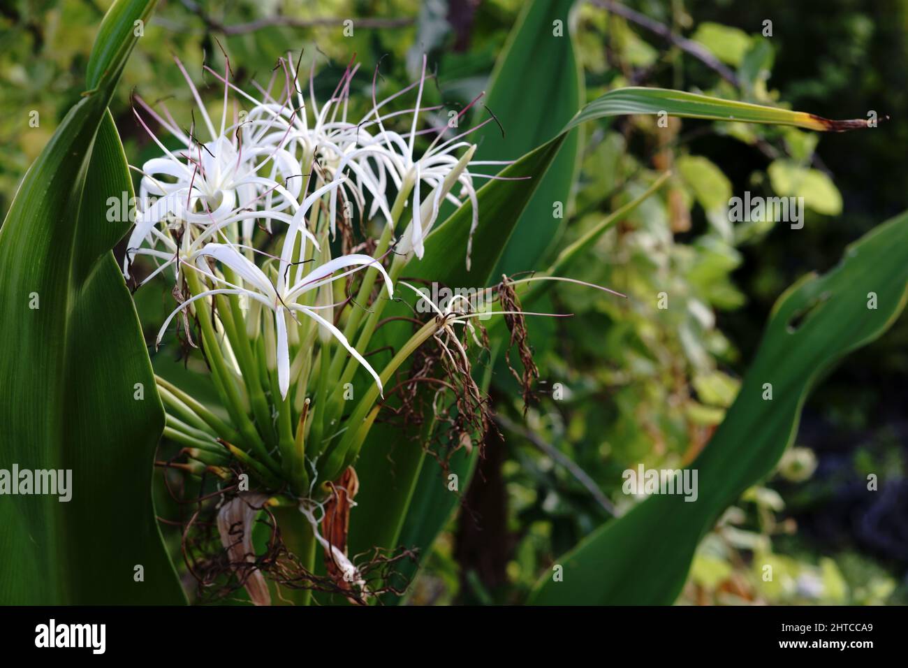 Closeup crinum hi-res stock photography and images - Alamy