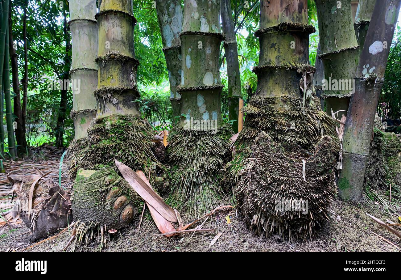 Natural bamboo roots in the forest, in Yogyakarta, Indonesia Stock ...