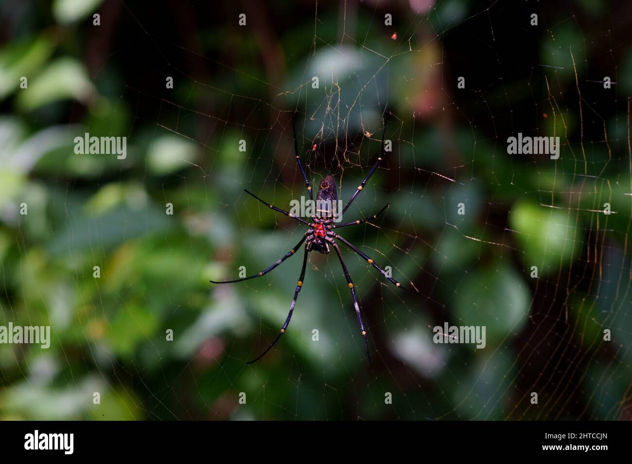 Closeup of a Golden Orb Weaver on a spider web with a blurry background ...