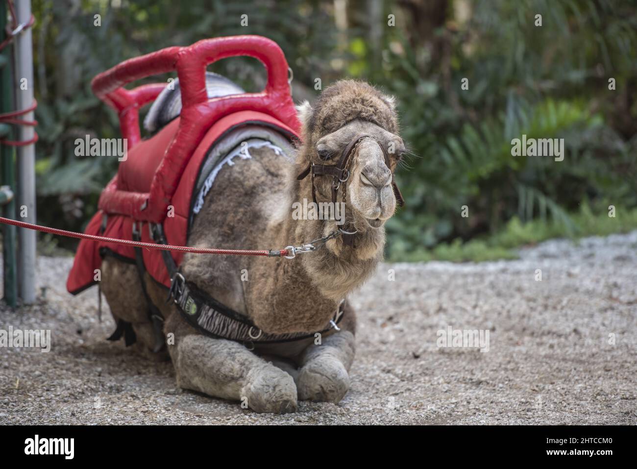 Camel view hi-res stock photography and images - Alamy