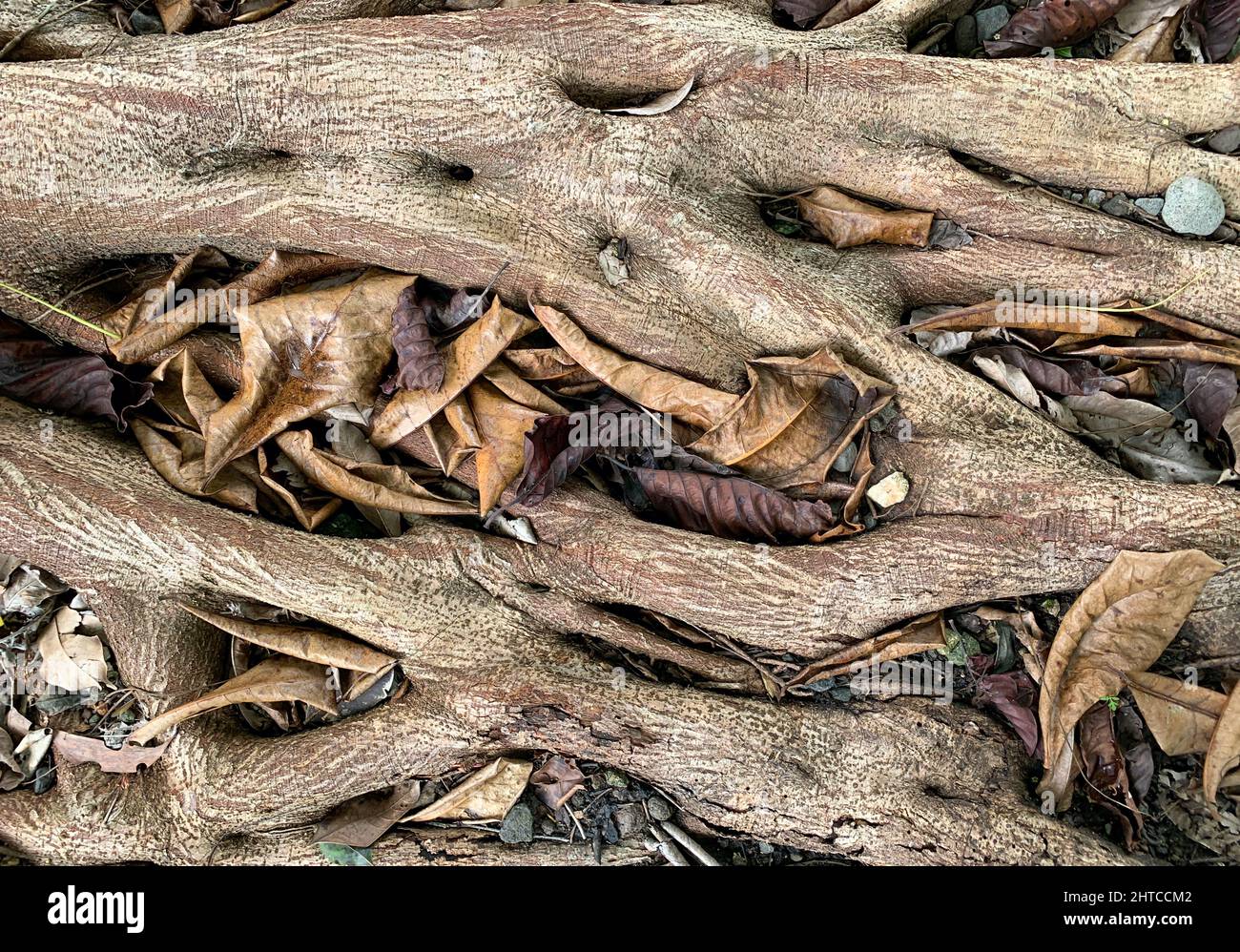 Natural tree root buttress for background Stock Photo - Alamy