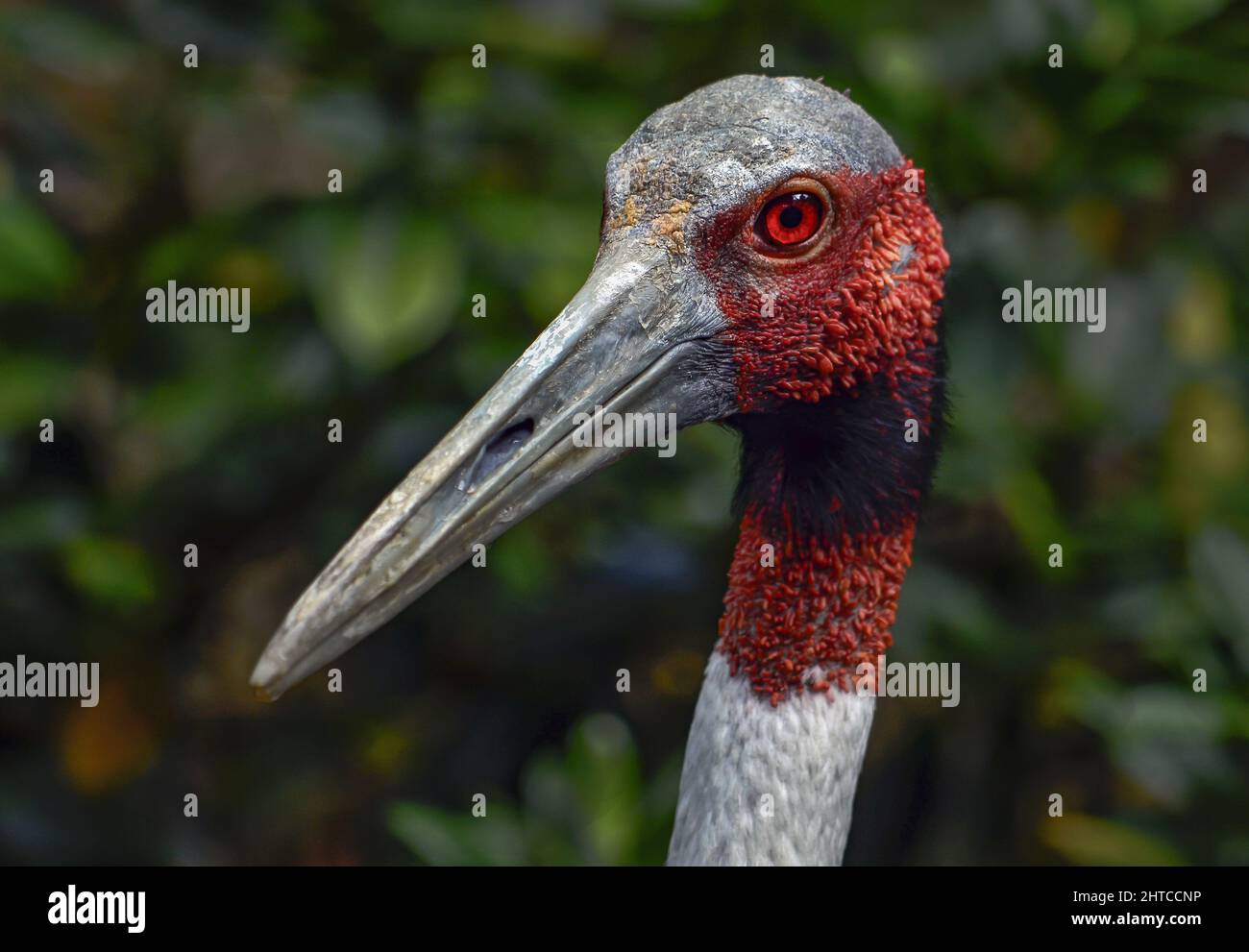 Brolga park hi-res stock photography and images - Alamy