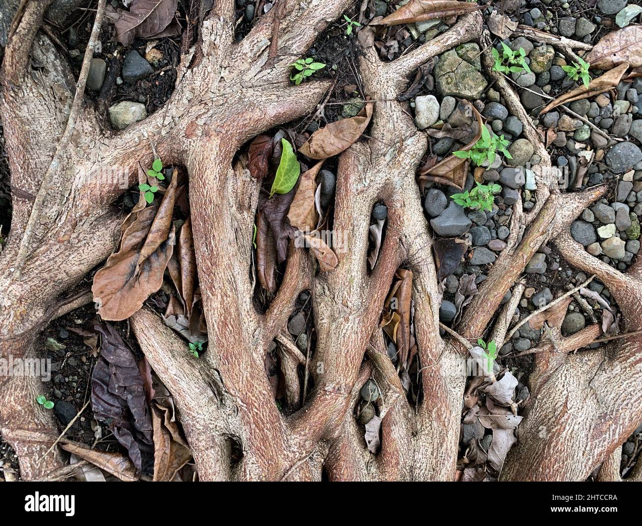 Natural tree root buttress for background Stock Photo - Alamy