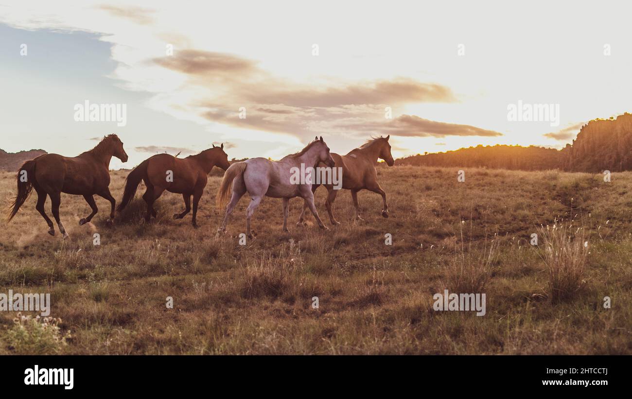 Group of wild horses galloping on a sunny meadow in rural Texas Stock ...
