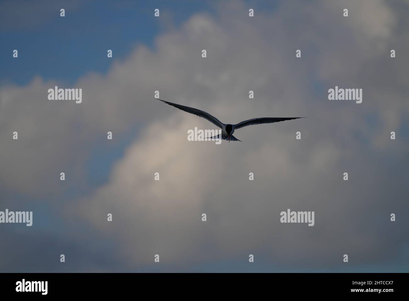 Beautiful shot sternidae bird hi-res stock photography and images - Alamy