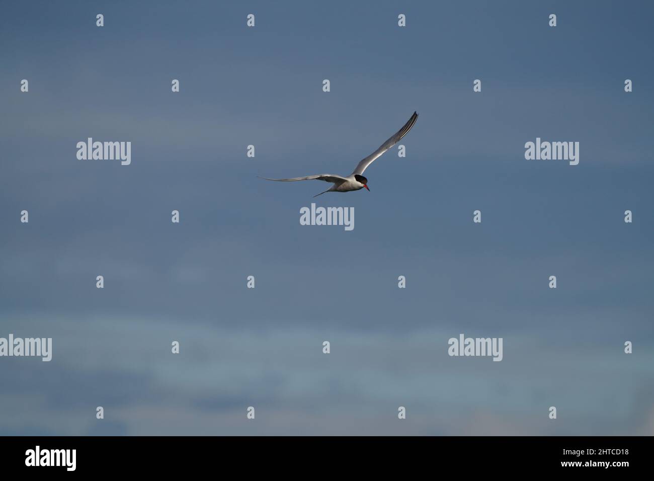 Beautiful shot sternidae bird hi-res stock photography and images - Alamy