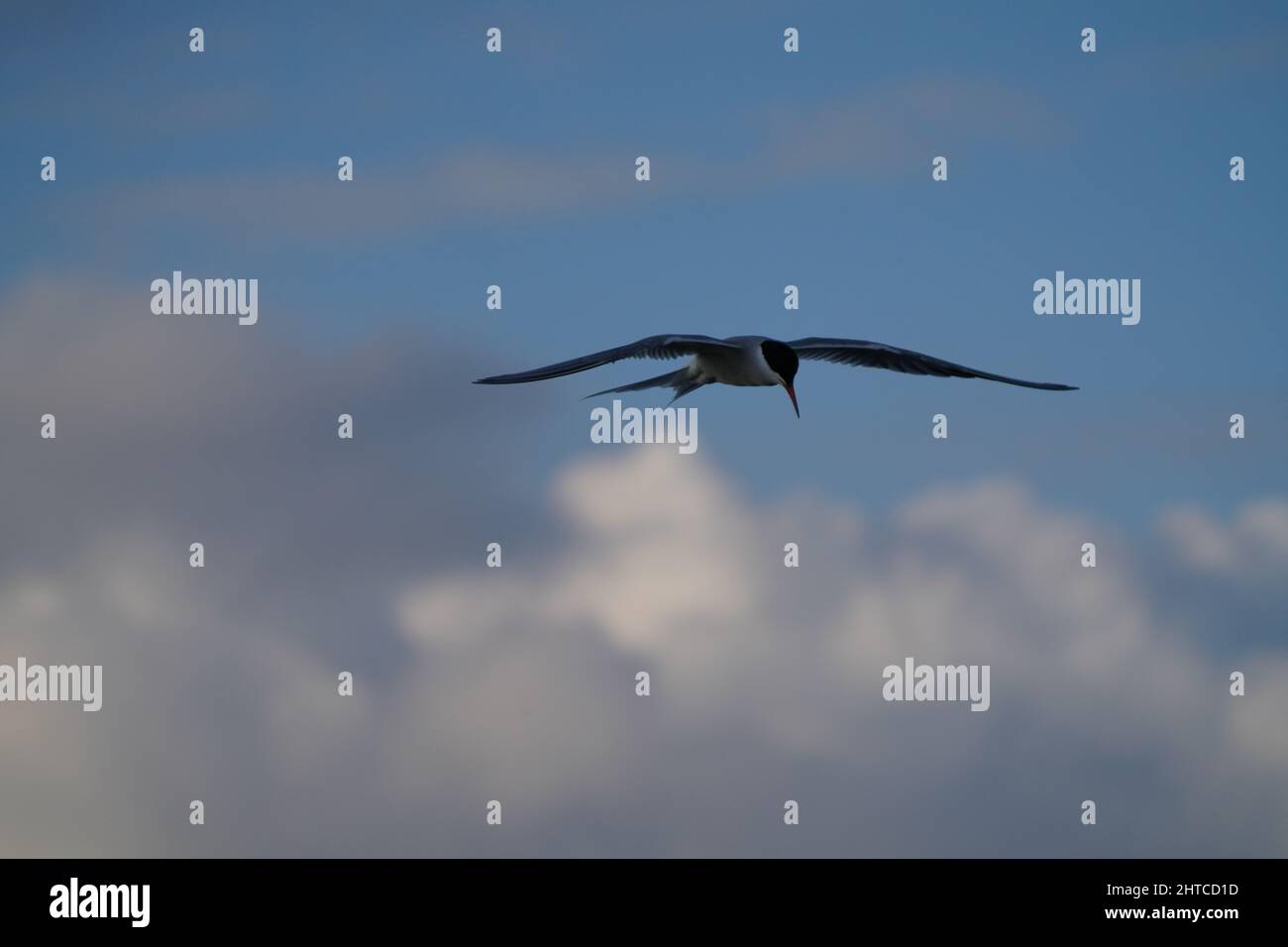 Low angle shot of a sternidae bird flying against a cloudy sky on a ...