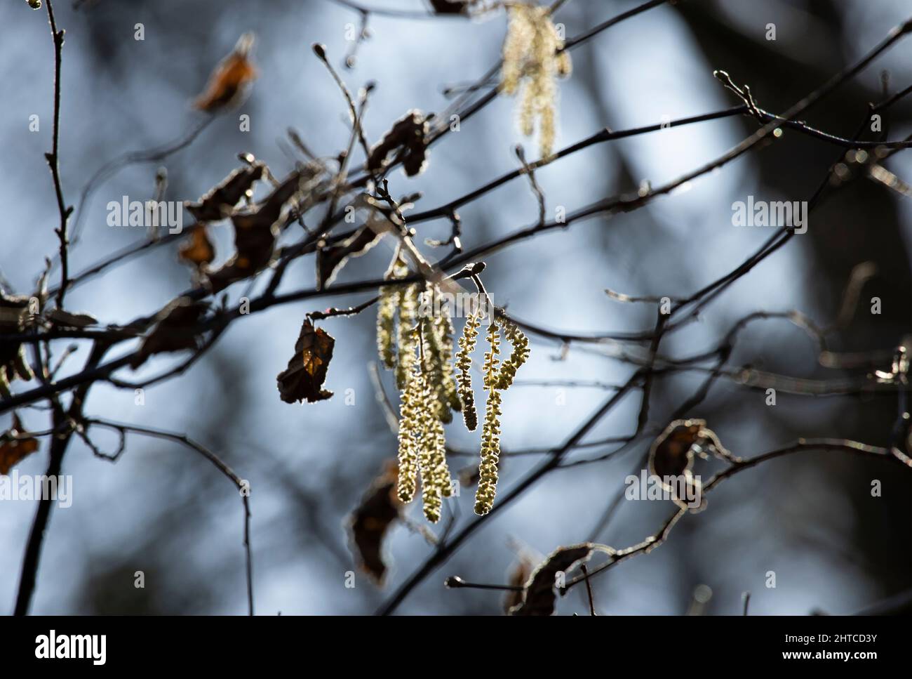 Trees reproductive structure hi-res stock photography and images - Alamy