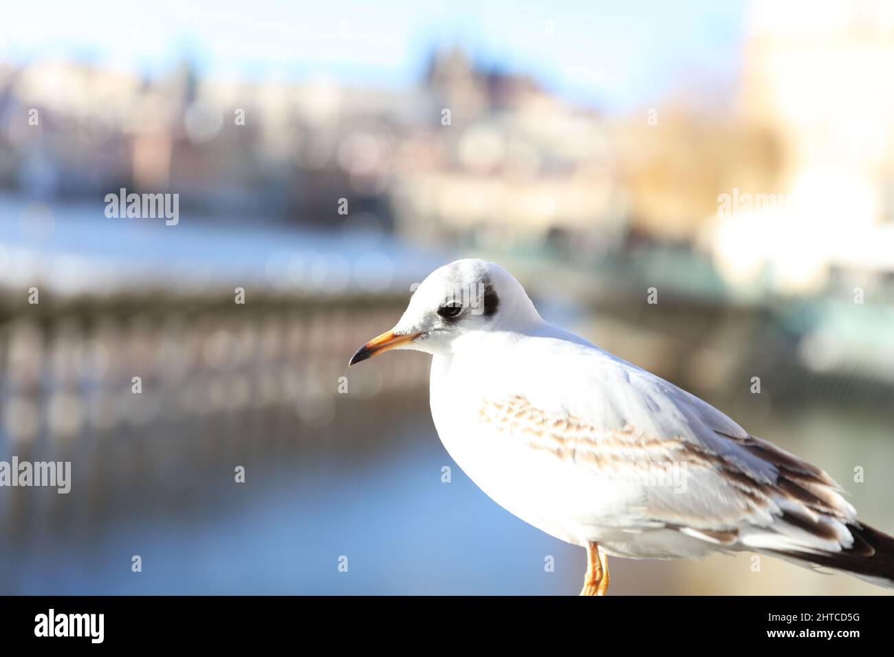 Shallow focus of a cute Black-headed gull with sunlight with blurred ...