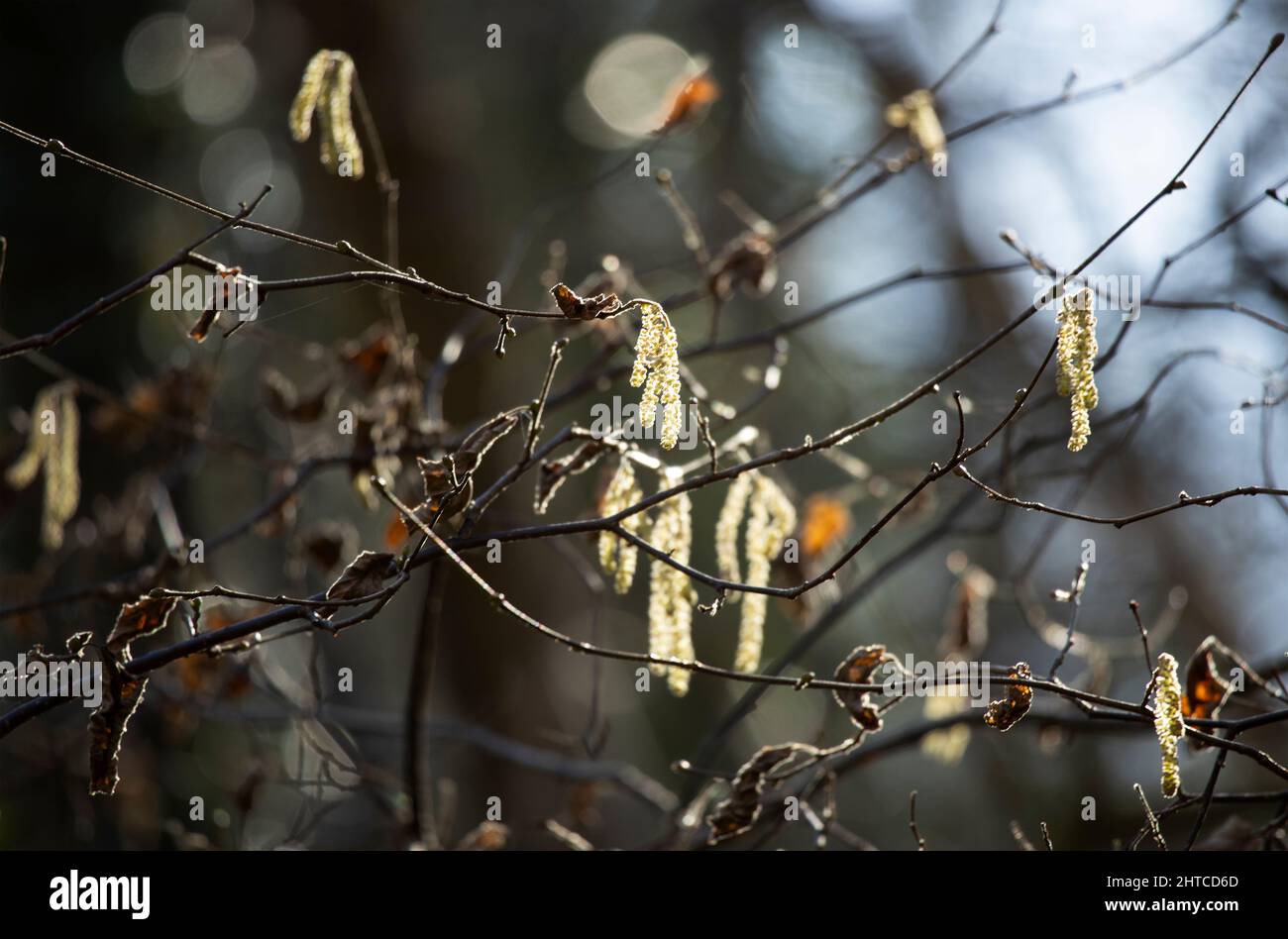 Trees reproductive structure hi-res stock photography and images - Alamy