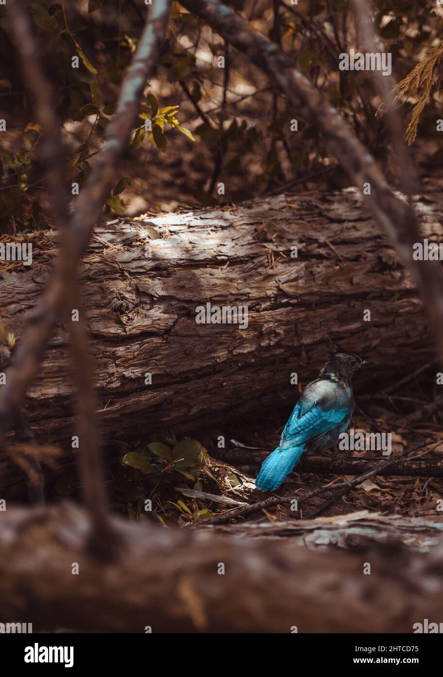 Closeup of a cute blue Jay bird on a the park next to a tree branch on ...