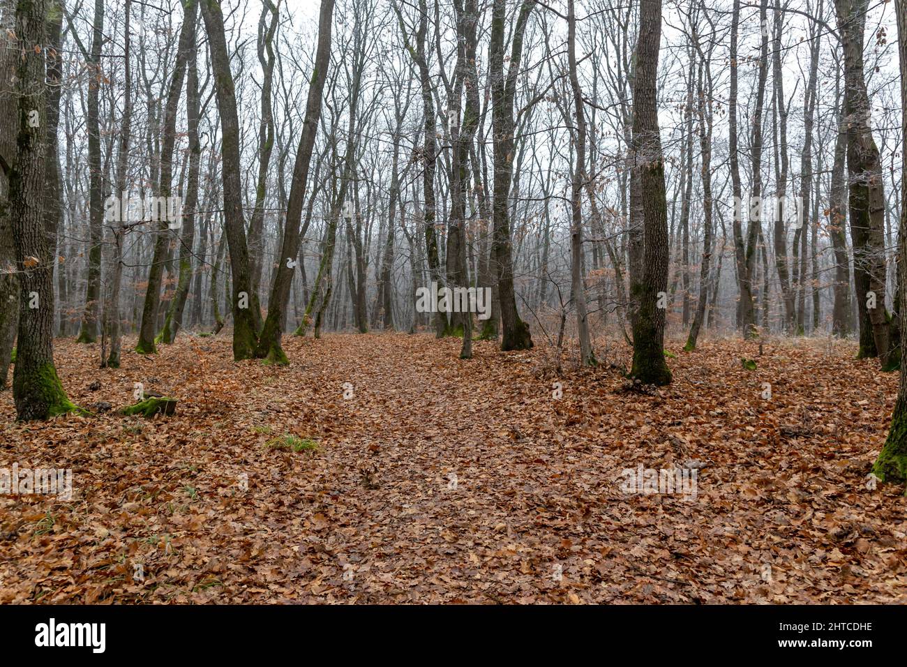 Autumn trees in the forest with the foliage on the ground Stock Photo ...