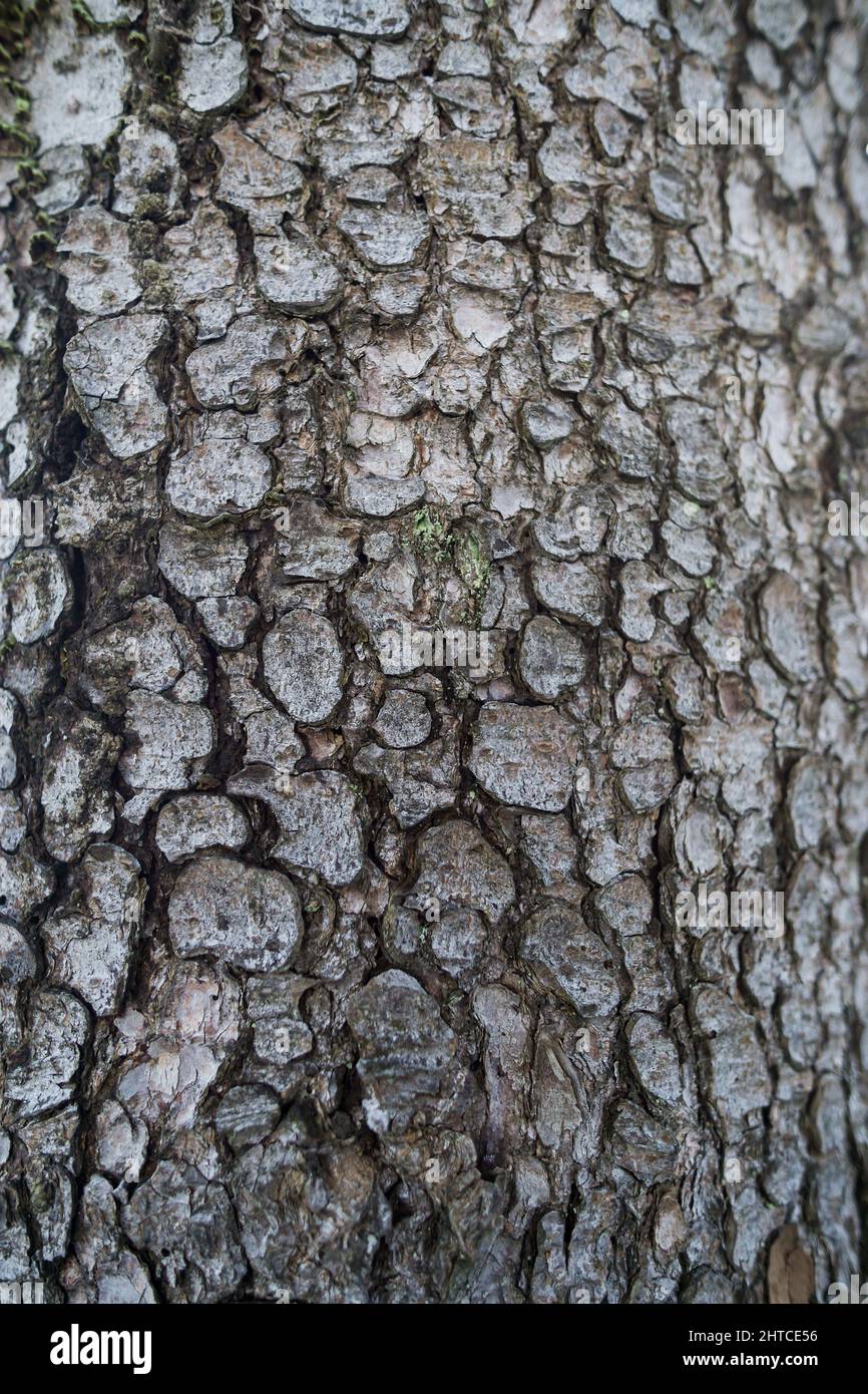 Up close big old tree hi-res stock photography and images - Alamy